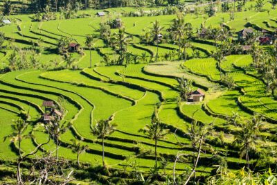 5 Most Picturesque Rice Terraces To See In Bali
